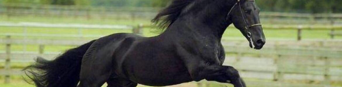 Producción Equina - - Producción Animal